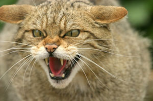 Frequently Asked Questions about Rabies - Radiokop Animal Clinic