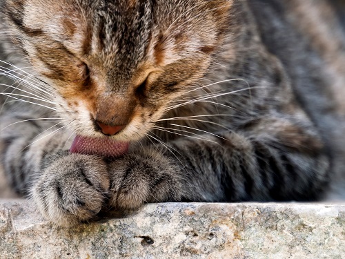 What is trichobezoar? - Radiokop Animal Clinic