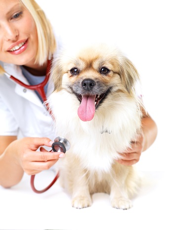 Your pet's once a year health check-up - Radiokop Animal Clinic