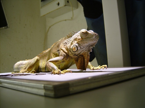 Exotics - Radiokop Animal Clinic