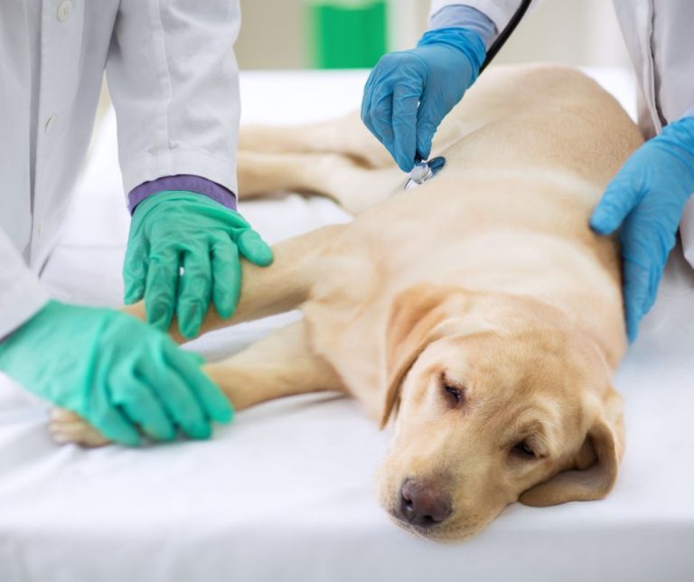 Pancreatitis in dogs - Radiokop Animal Clinic