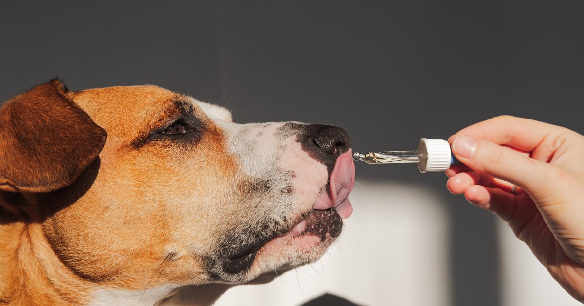 Nutritional Supplements for Pets - Radiokop Animal Clinic