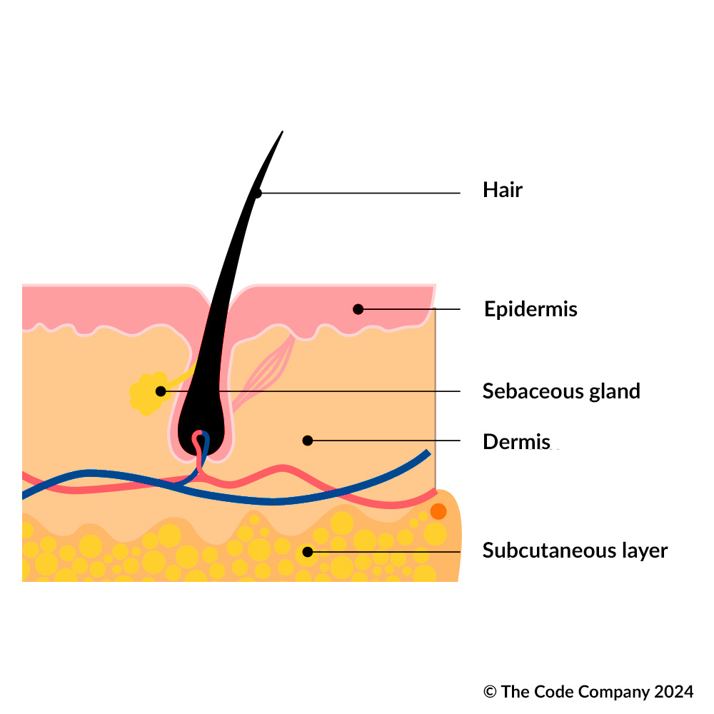 The feline skin and coat - Radiokop Animal Clinic