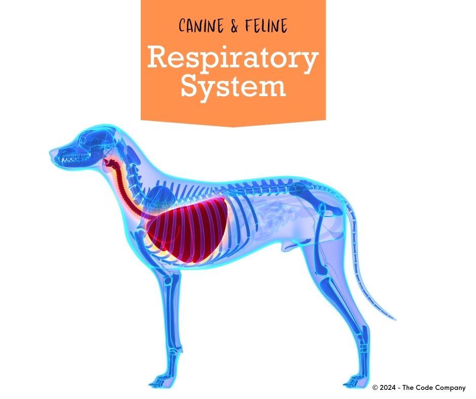 The respiratory system of dogs and cats - Radiokop Animal Clinic