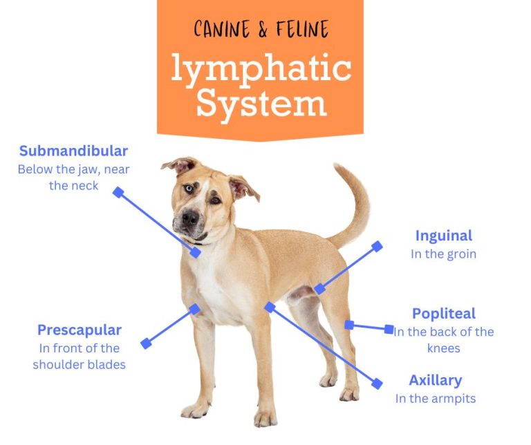 The canine and feline lymphatic system - Radiokop Animal Clinic