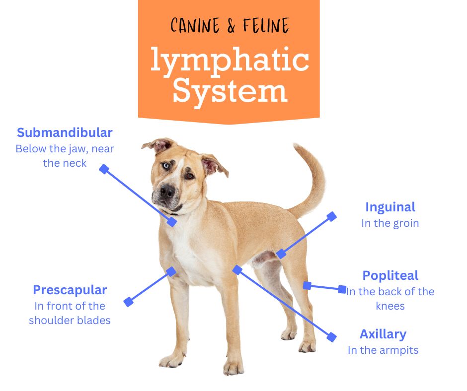 The canine and feline lymphatic system - Radiokop Animal Clinic