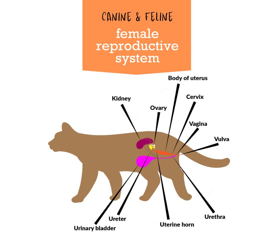 Canine and feline female reproductive system - Radiokop Animal Clinic